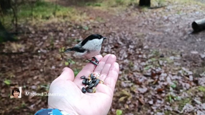 Экотерапия 62 серия.