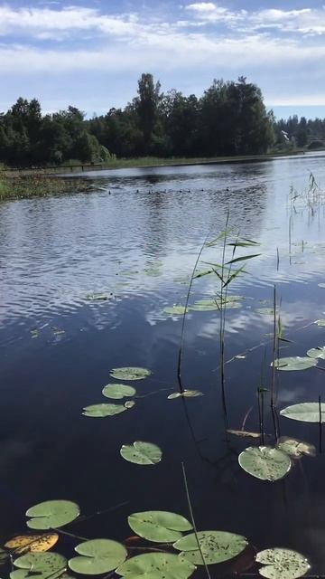 Ленобласть.15.07.2024. Часть 72. Утята. Не опоздать бы на завтрак