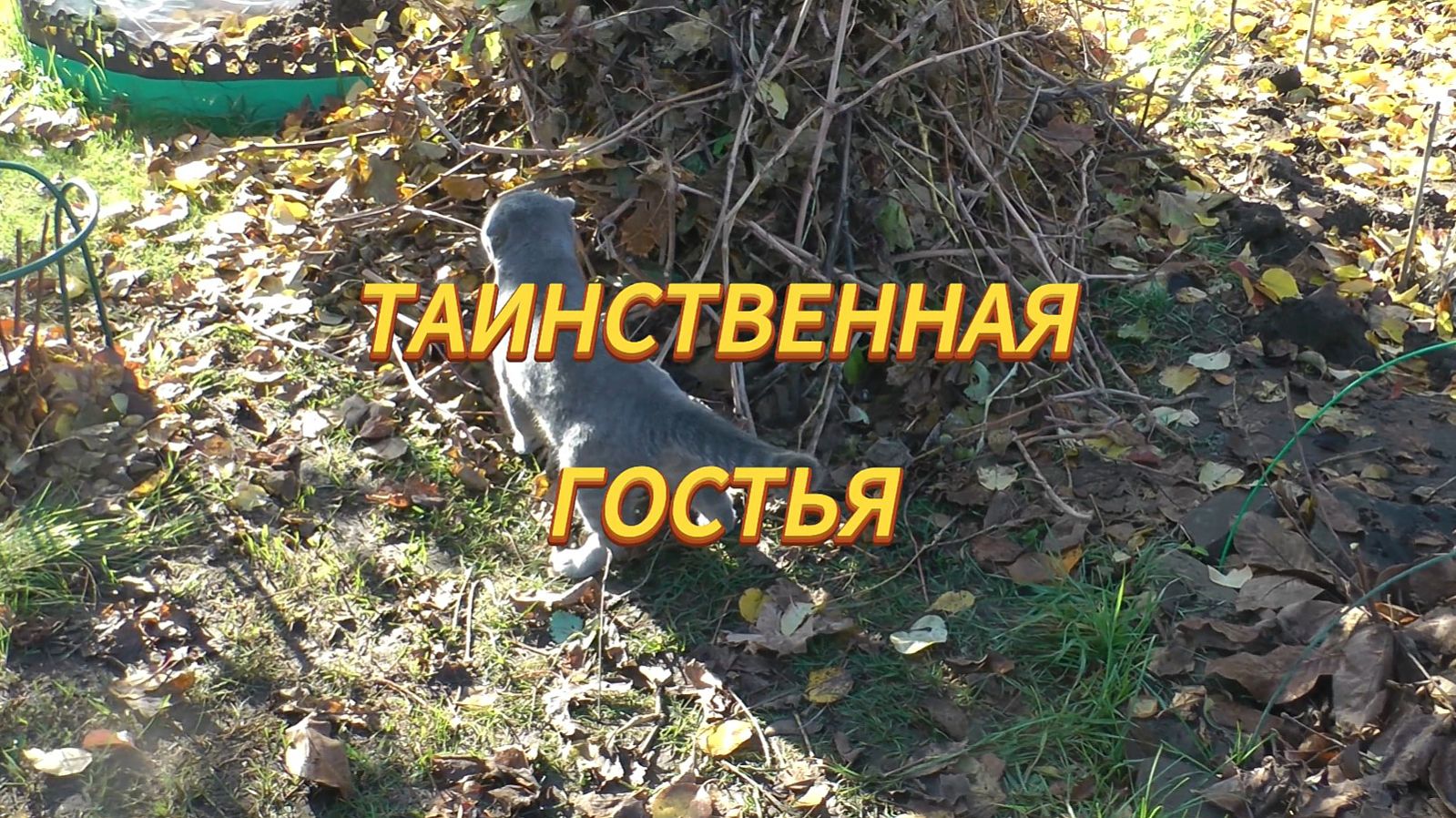 7. Котосериал Барсяткин. 3 сезон. ЛЕТО - ОСЕНЬ. 2 серия. Таинственная гостья