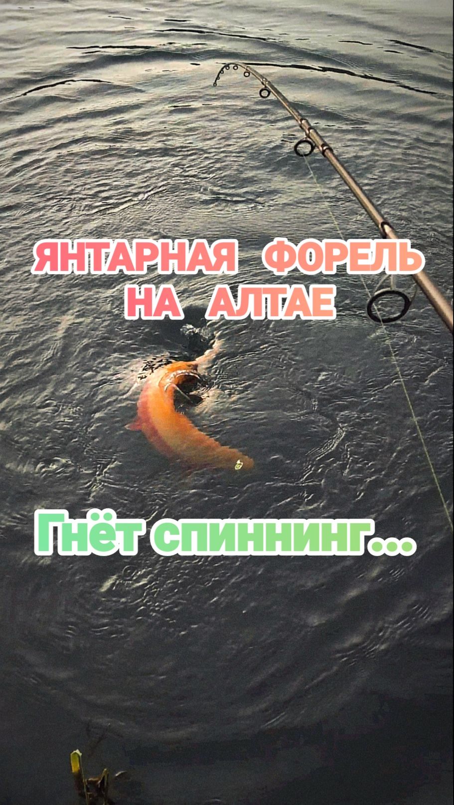 Рыбалка на спиннинг на янтарную форель в Горном Алтае