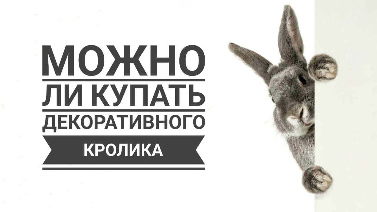 Почему декоративного кролика нельзя купать