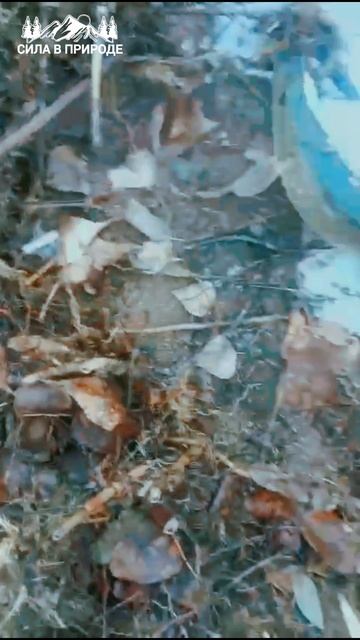 Рыбалка на Ириклинском водохранилище 2025 ЩУКА 🎣