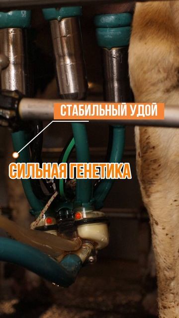 🐮Корова не виновата