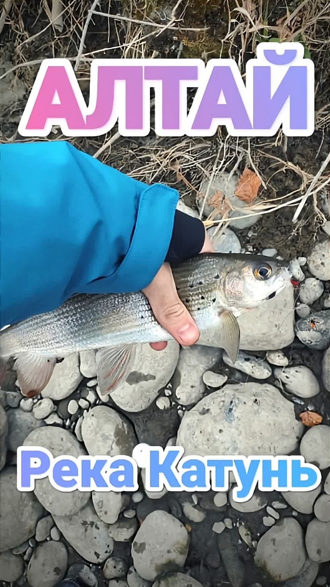 Рыбалка на хариуса в Горном Алтае. Нижняя Катунь