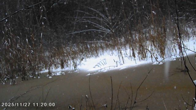 Снег  в Крыпецком лесу