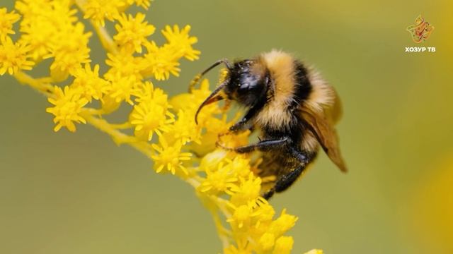 Әгәр бөҗәкләр булмаса...  | Гаҗәеп дөнья серләре. Бөҗәкләр дөньясы