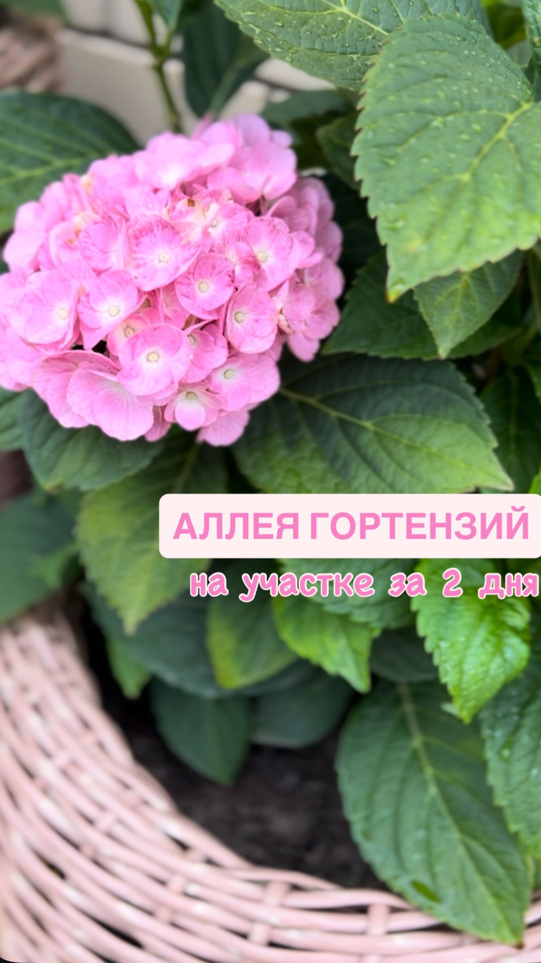 Аллея гортензий за 2 дня!