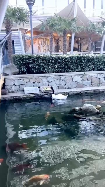 Доброе утро! 🦢