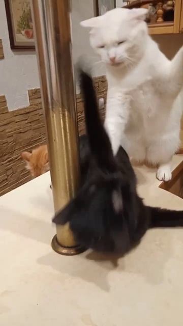 От любви до мордоБоя-  три минутки до вечернего  отбоя.