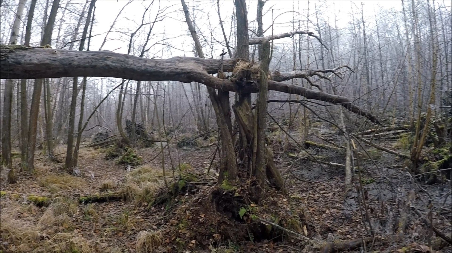 Охота на куницу. Обход путика (Будни охотника и рыбака)