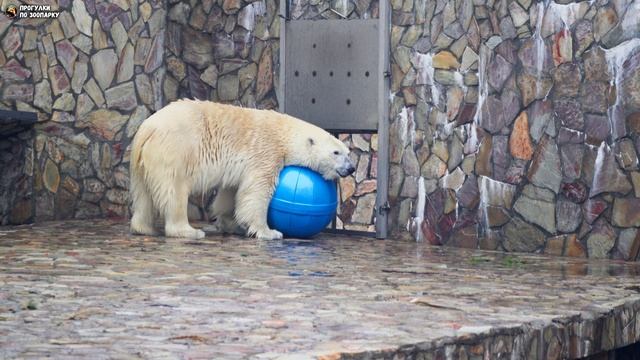 Медведице Хаарчаане понравился подарок ко Дню рождения. Ленинградский зоопарк