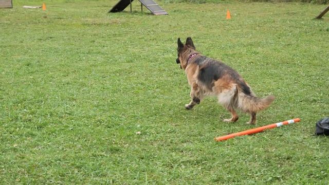 Соревнования ОКД-старт