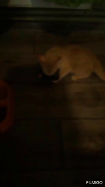 Благодарность от котика хозяину.