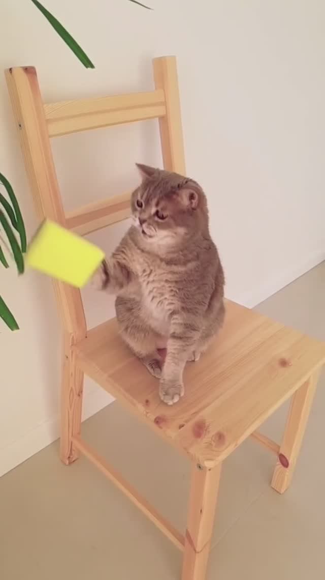 🐱 Милый, классный, няжный