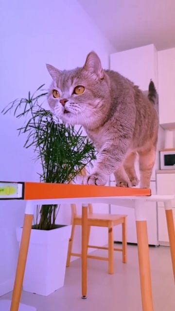 🐱 Какова красота!