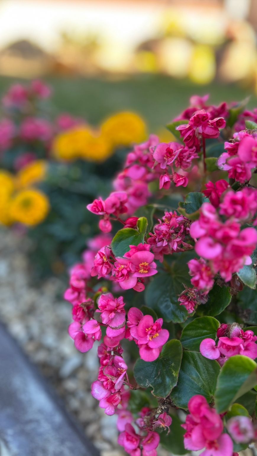 🌺БЕГОНИЯ. ВЫРАЩИВАНИЕ И УХОД. 📌сохраняйте, чтобы не потерять.