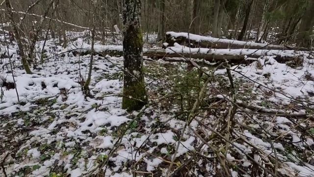 откопал винтовку Мосина