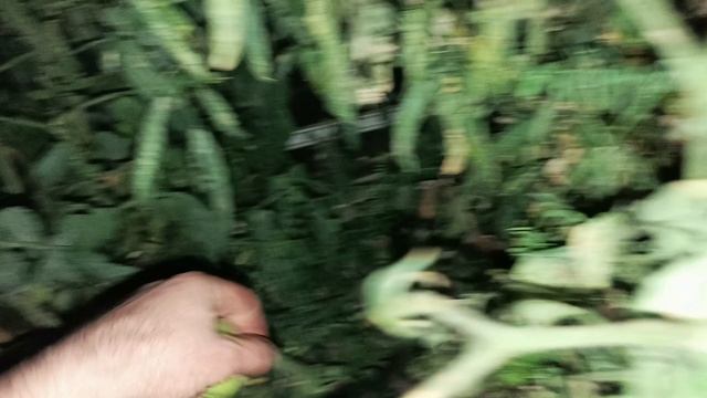 VID_2025Г10.01  ТЕПЛИЦА