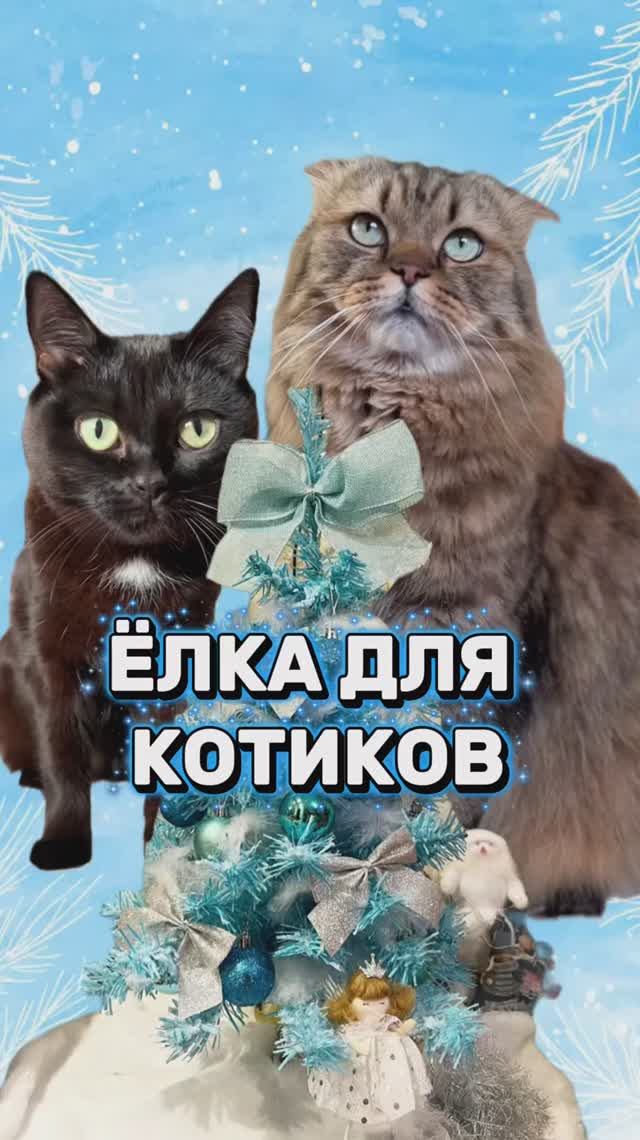 А вы для кого наряжаете елку?🎄😸 #котики #юмор #елка