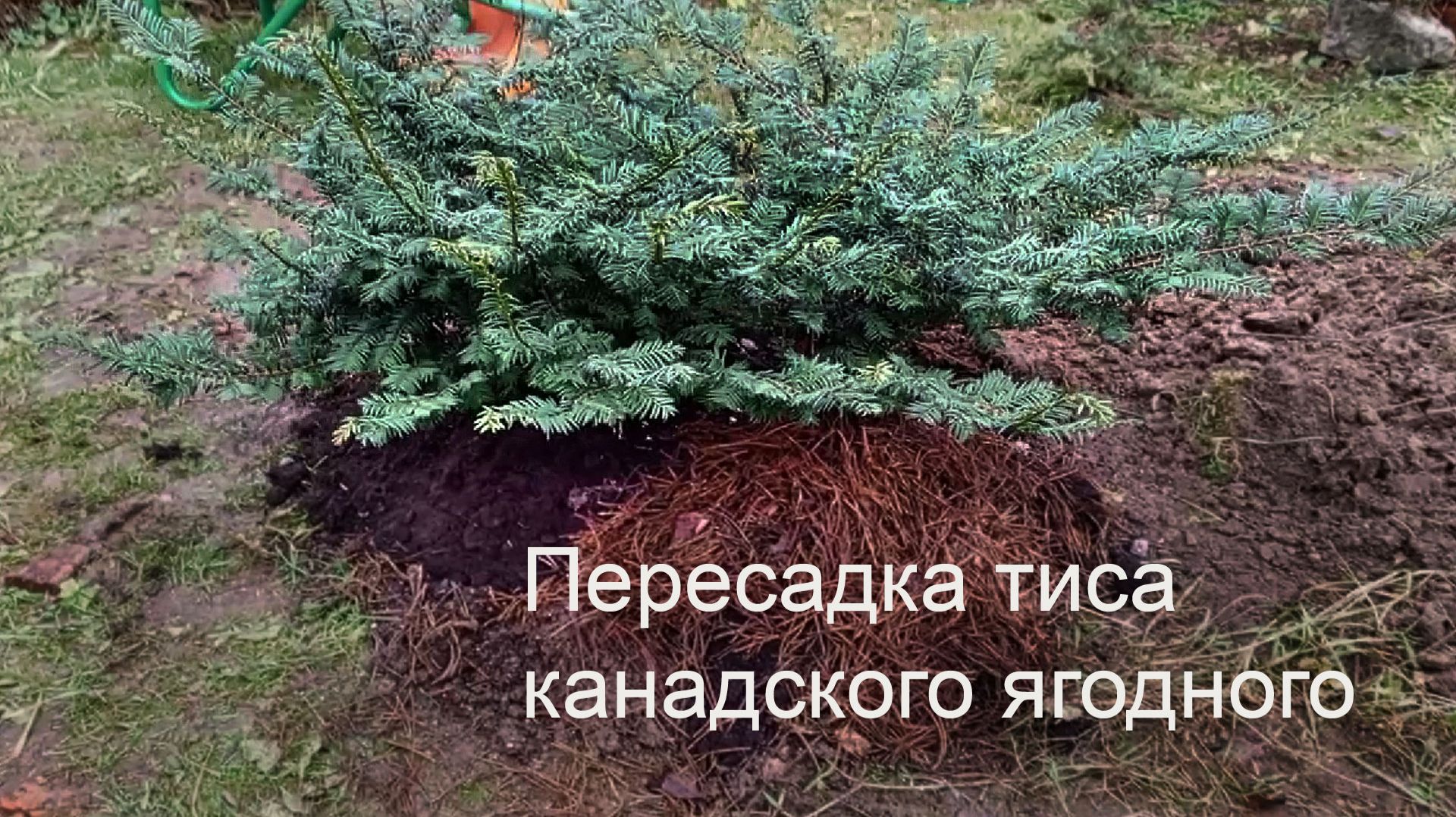 Осенняя пересадка (посадка) тиса ягодного