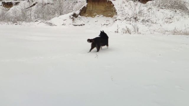 Канадский волк - гибрид. 1 декабря. Первый день зимы 2025 года