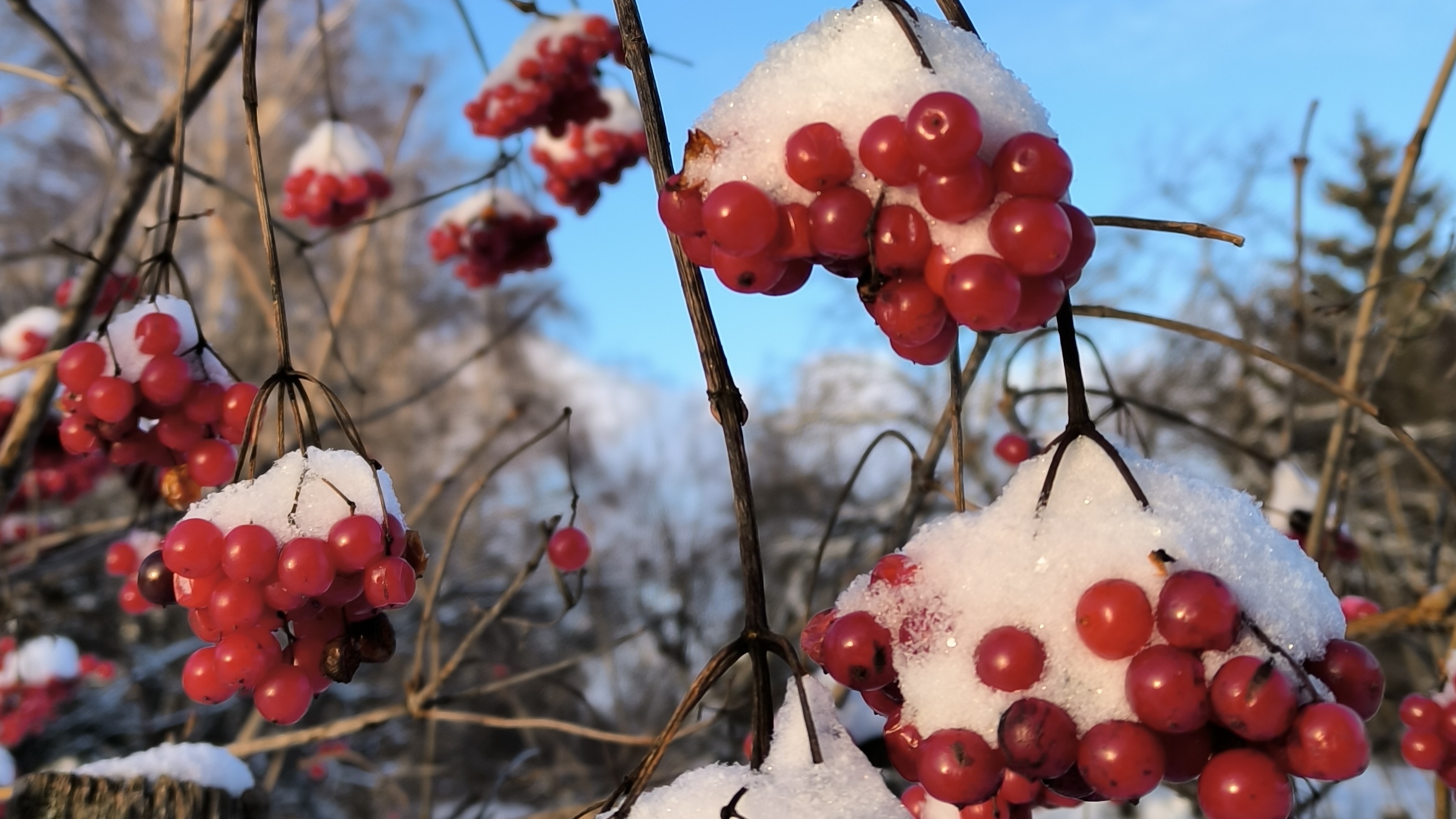 Всех поздравляю с первым днём календарной зимы ❄❄❄
