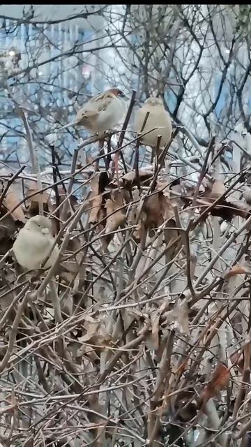 Утреннее настроение 56 / Morning mood 56 ☀️☀️☀️#goodmorning #доброеутро #Москва #зимавмоскве