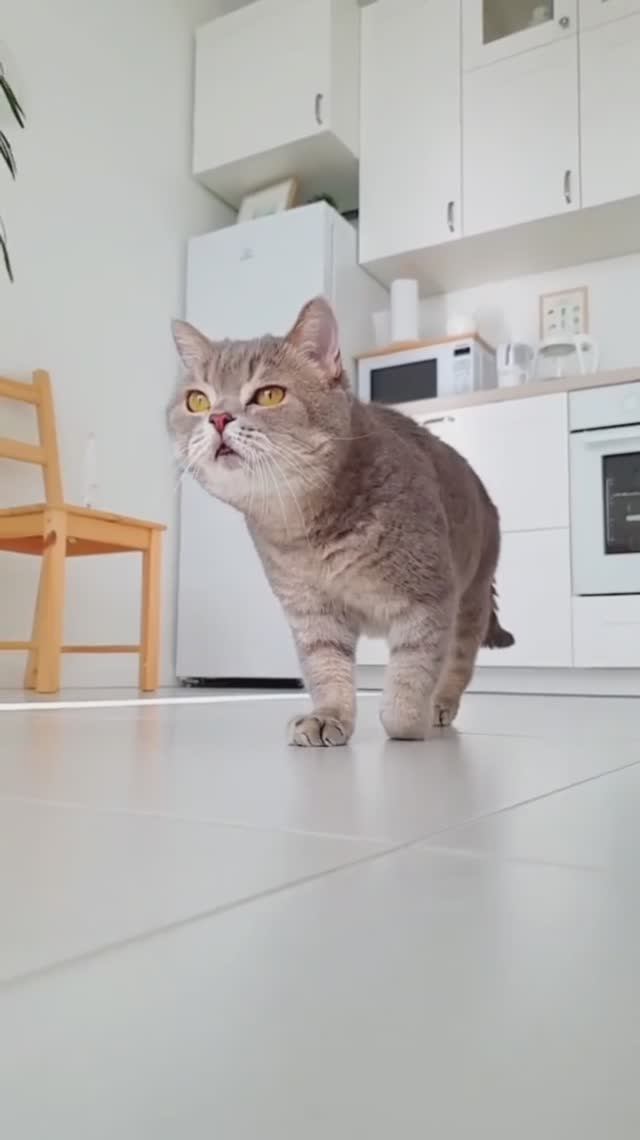 🐱 Какова красота!