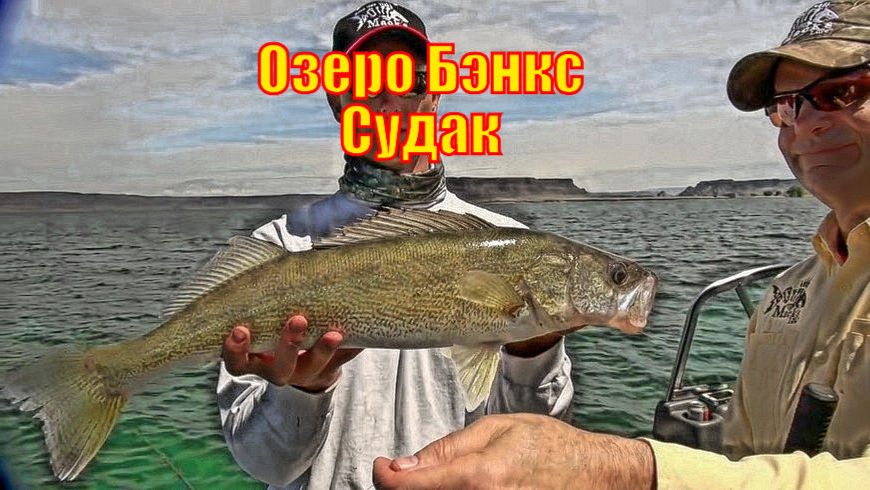 Озеро Бэнкс Судак