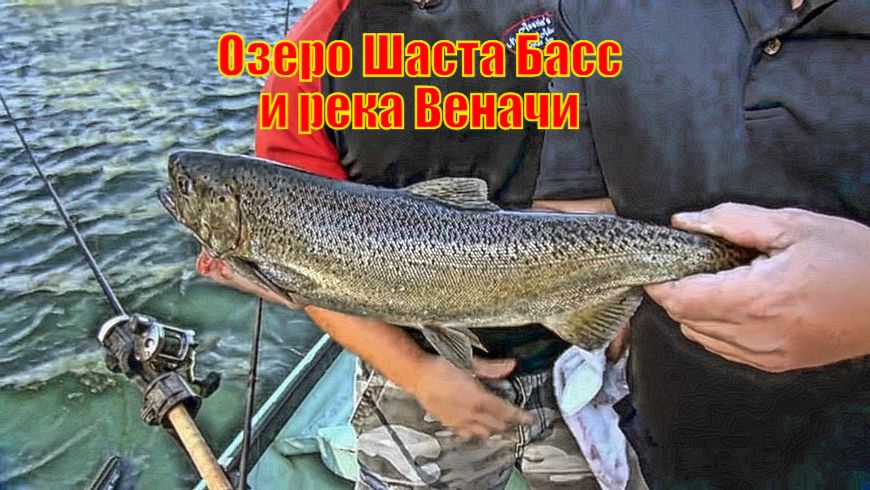 Озеро Шаста Басс и река Веначи