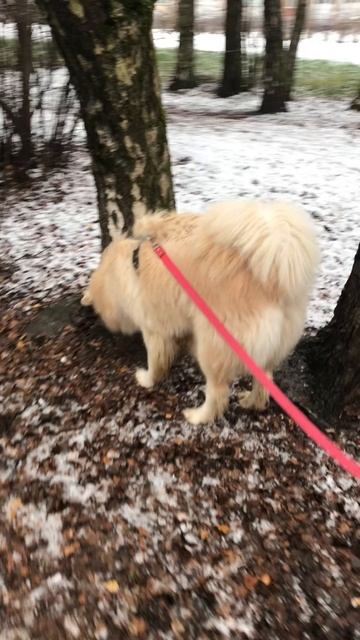 Прогулка с Ричиком ❤️ 🌳🌳🌳