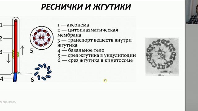 Решение сложных задач ЕГЭ. Биология. Cтроение клетки. Сербина С.Е.