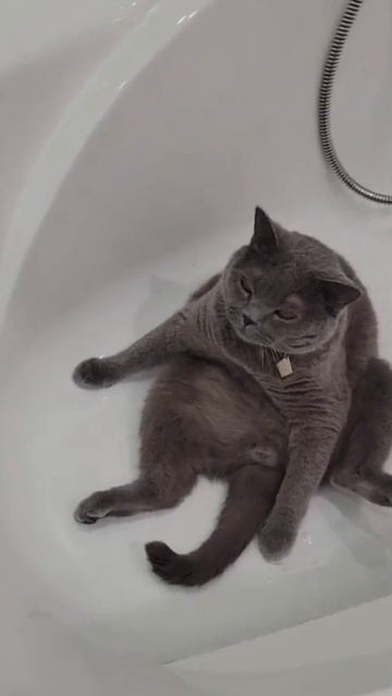 🐱 С лёгким паром! 🤣