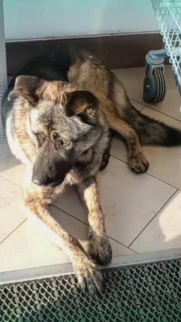 Мудрые слова от пса Шарика👍🙏💖#собака