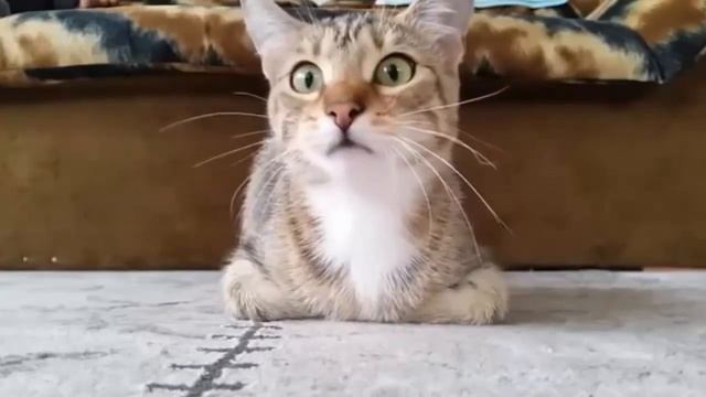 Впечатлительный кот смотрит "ужастик"