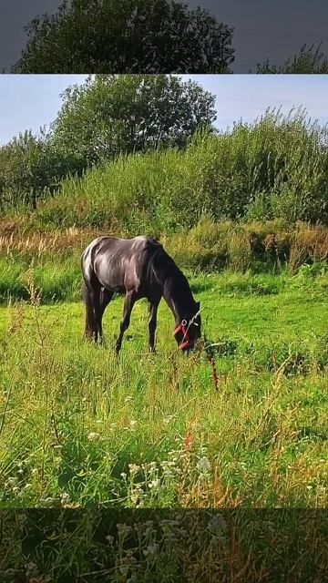 На лугу пасётся конь