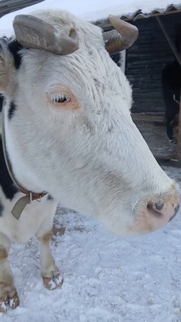 Благословение коровушек в экадаши, 1.12.25