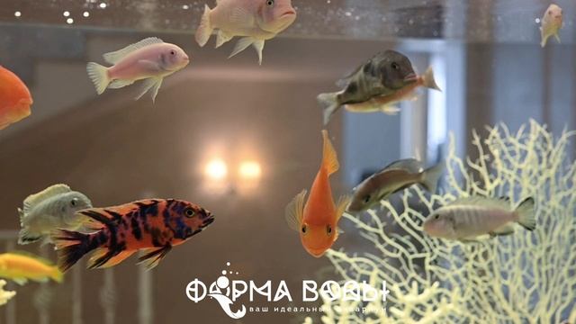 Долина света, Пресноводный аквариум 600 литров, оформление в стиле «Псевдоморе»