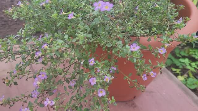 ОБЗОР САДА В НОЯБРЕ//ЧТО ЕЩЕ ЦВЕТЕТ//ПЛАНЫ НА ОСЕНЬ