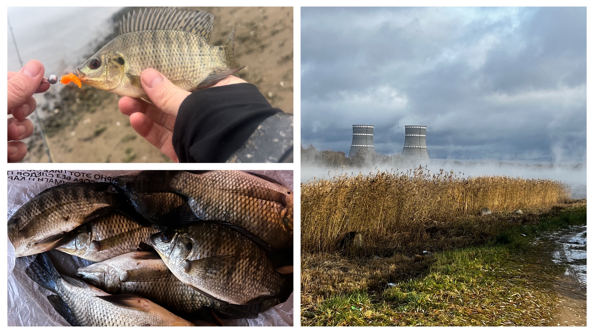 Удомля. Мормо, микро или фидер: на что клюёт тиляпия?