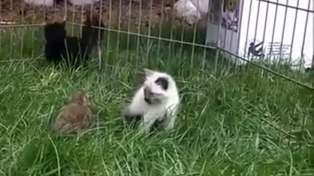 КОНФЕТКА, Группа “Среда“ , 1991 год