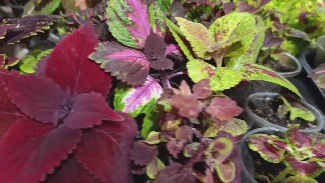 Колеусы, которые я еще не показывала.