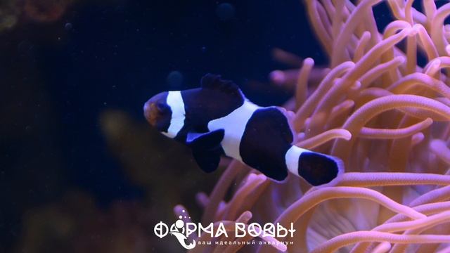 Эра водолея. Рифовый аквариум от проекта до реализации