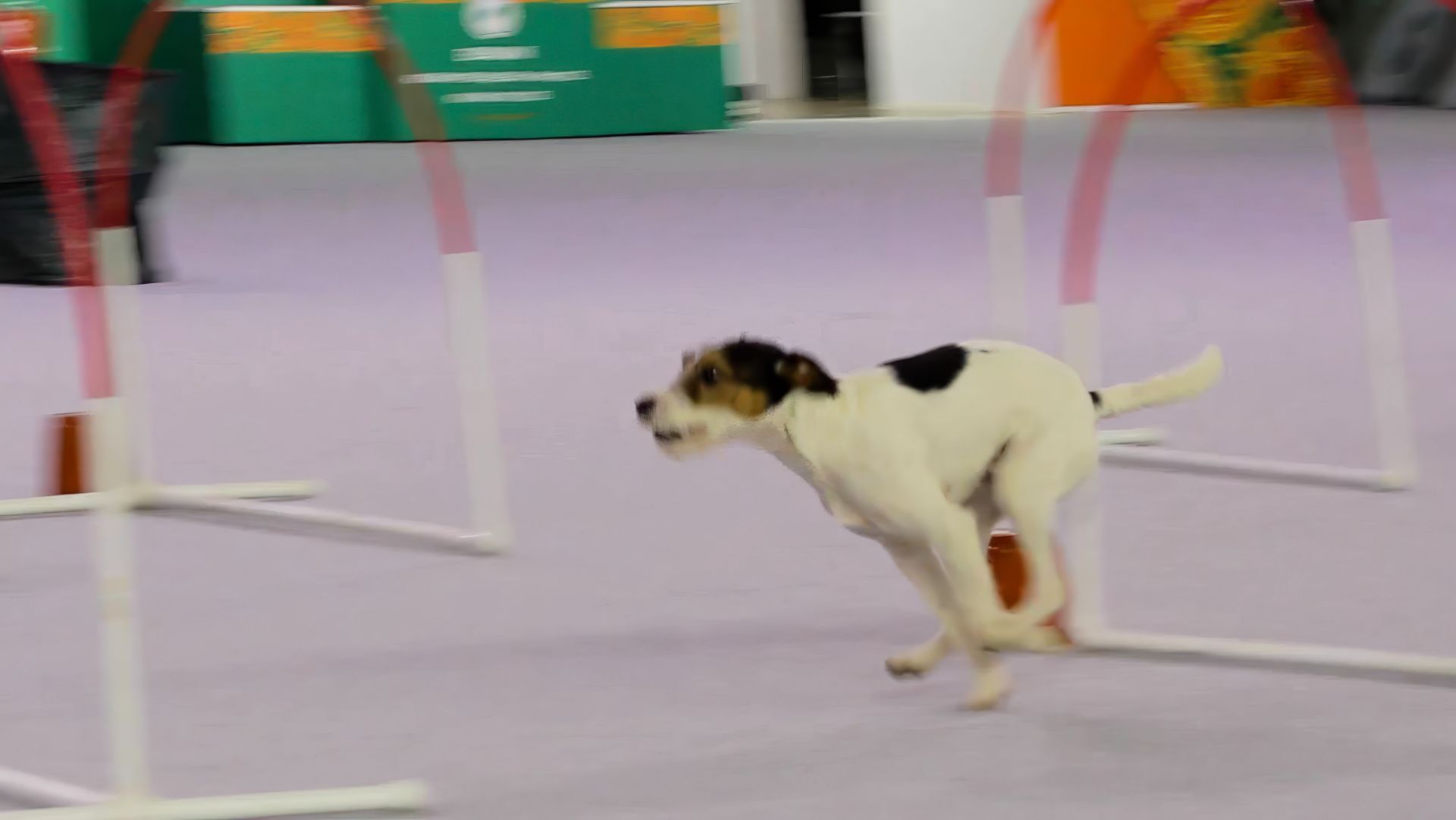 Показательные выступления по хуперсу на выставке собак "Евразия 2025"