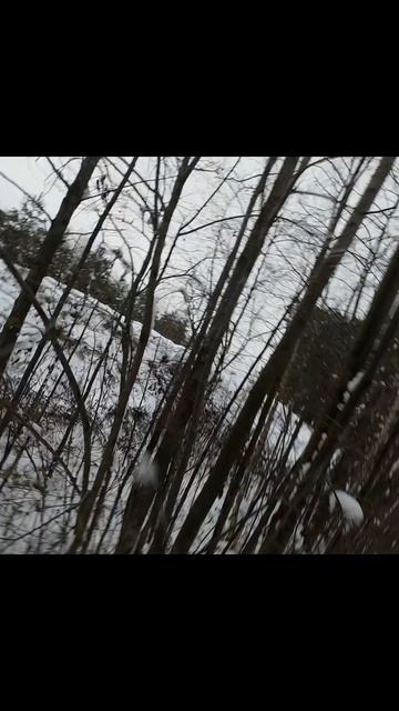 Snow❄️freestyle:🛷flights☃️between🌬️trees🎄on the🥶edge🌨️ 4