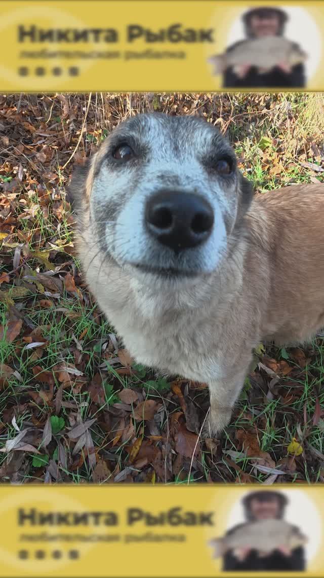 Плотва на месте! Она всегда меня встречает... #love #fishing #animals