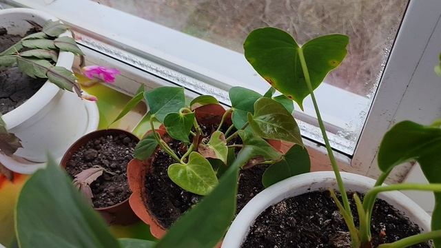 02-12-2025 комнатные цветы в деревне