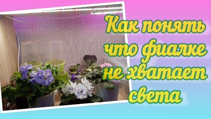 Как понять что фиалке не хватает света