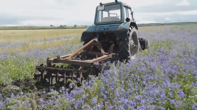 Трактор МТЗ-80 в поле с самодельной дисковой бороной!