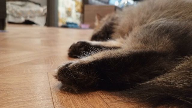 эдит кота Максика😼